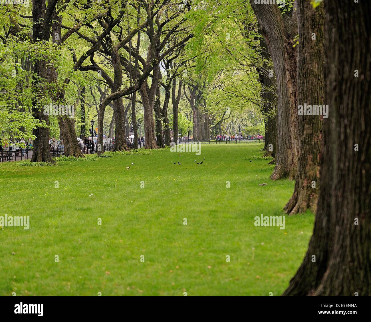 The trees in Central Park in New York City Stock Photo - Alamy