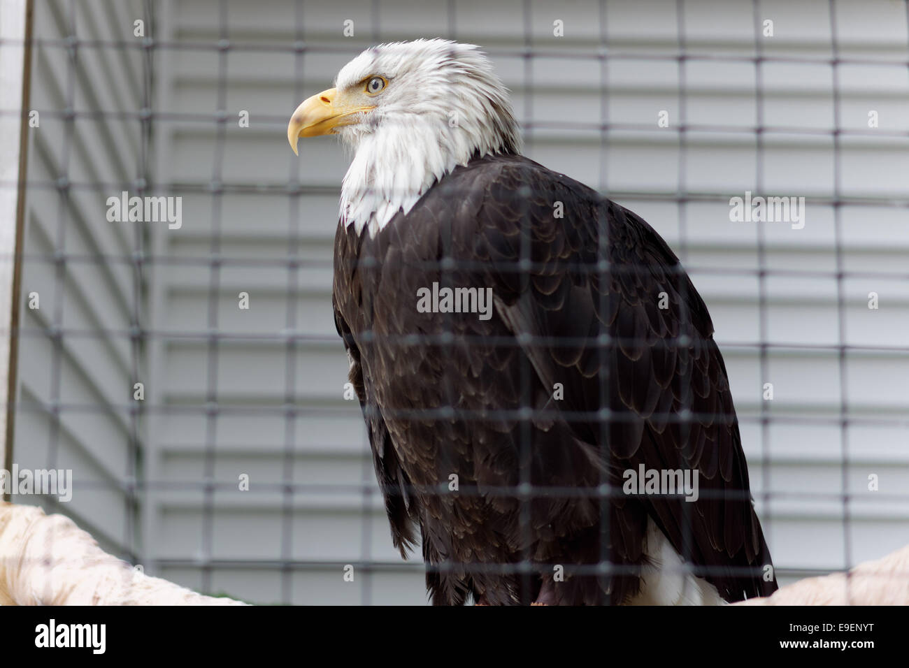 Captive bald eagle, Alaska Raptor Rehabilitation Center, Sitka, Alaska ...