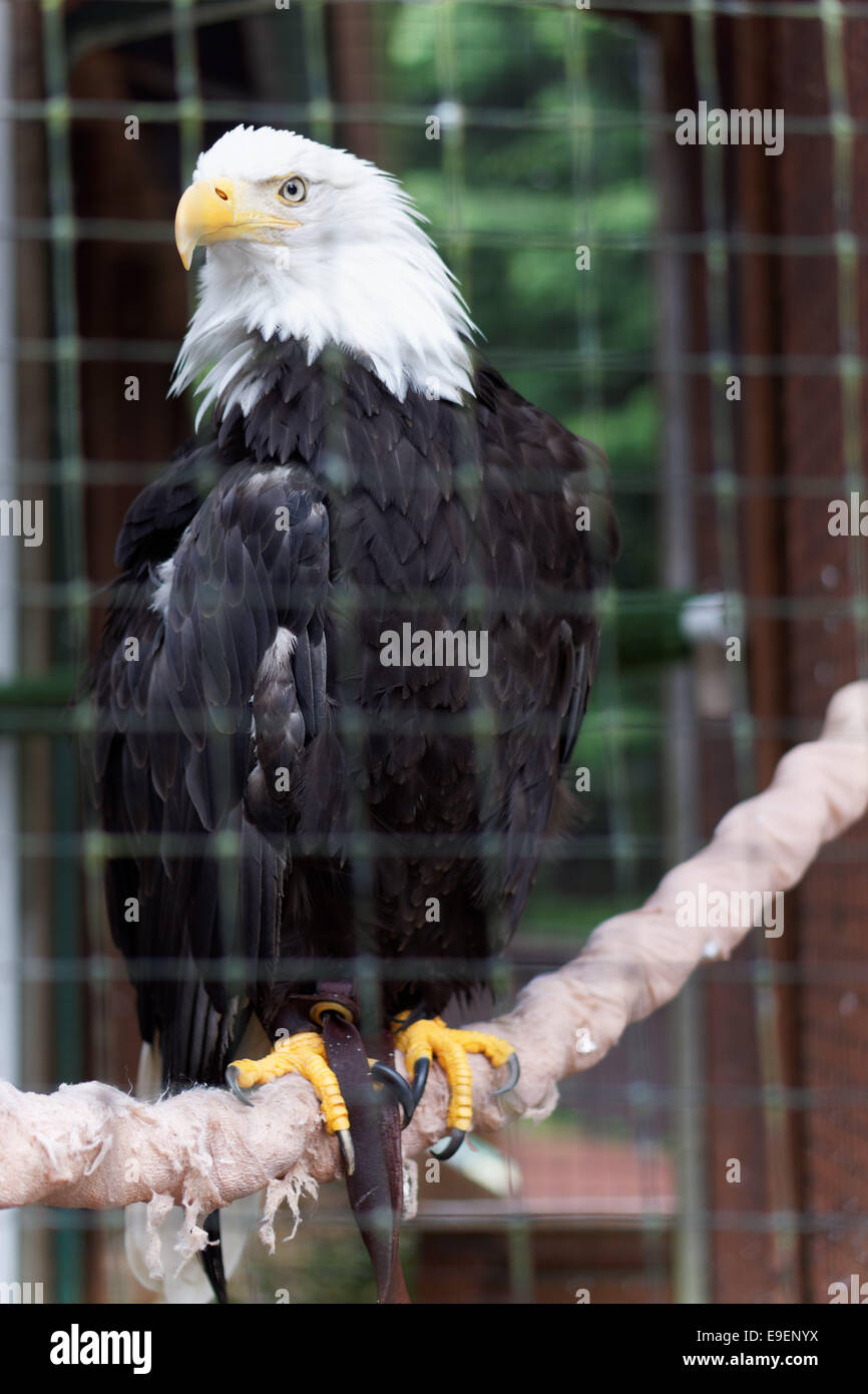 Captive bald eagle, Alaska Raptor Rehabilitation Center, Sitka, Alaska ...