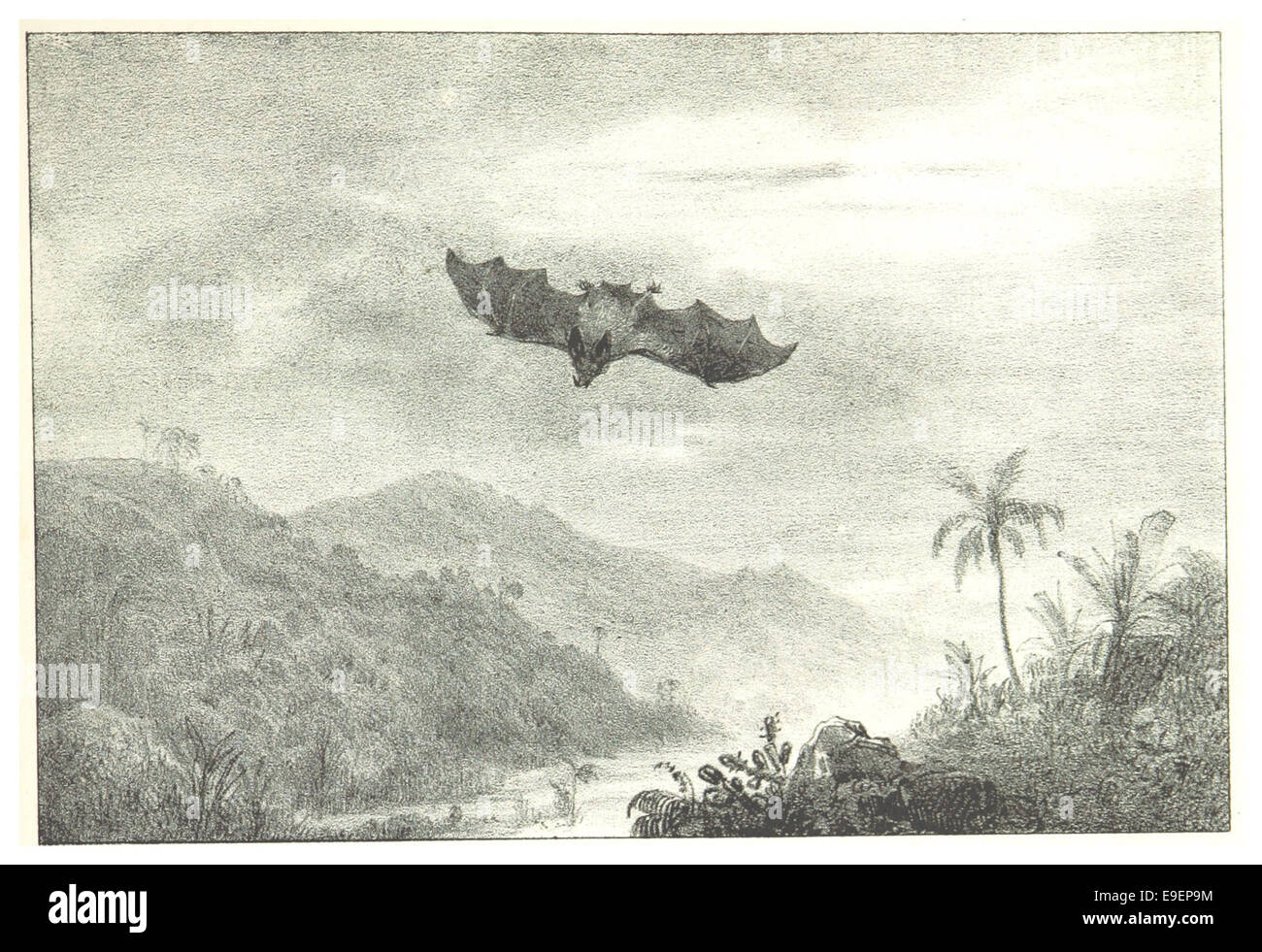 This 1867 Dutch illustration depicts an American bat species ...