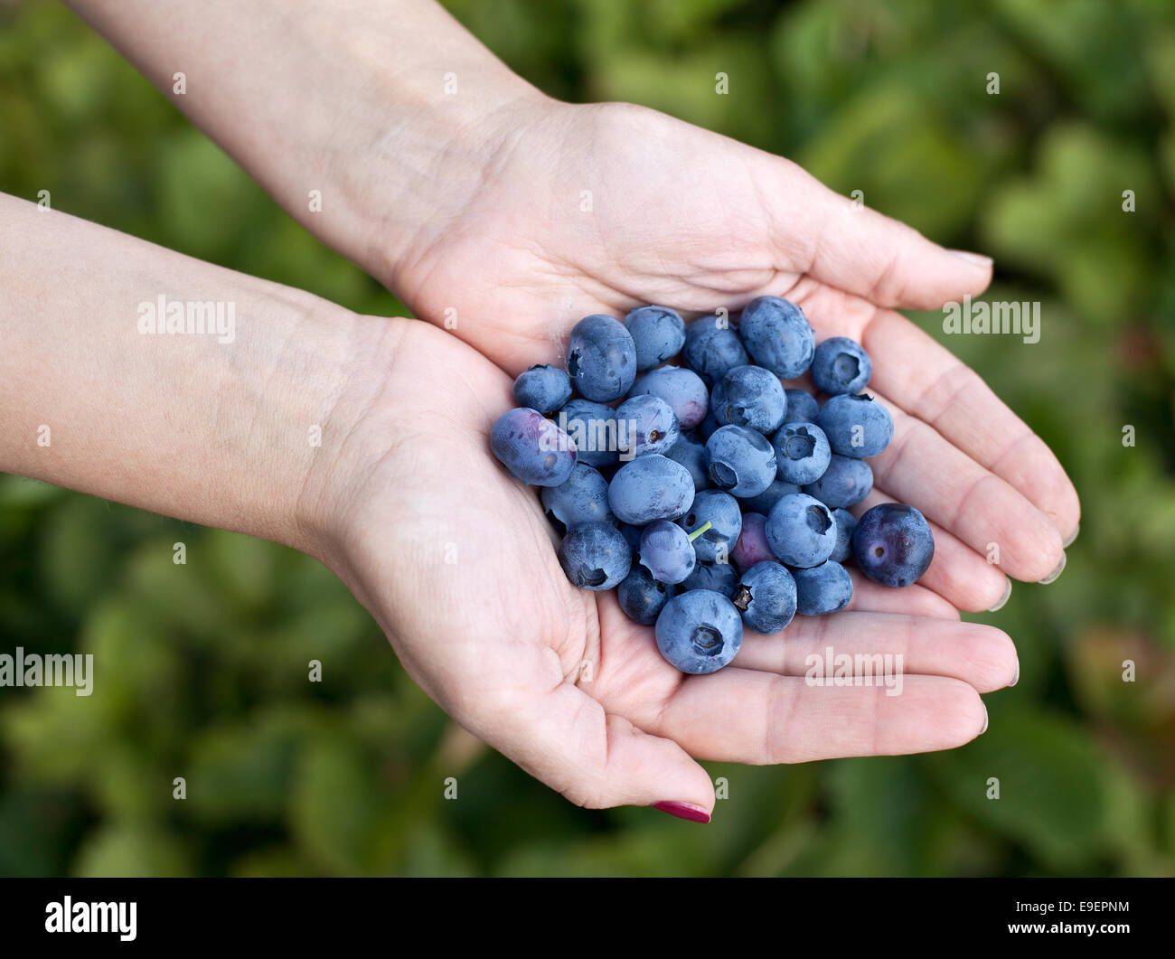 Blueberries in the woman's hands. Blurred green shrubs on the ...