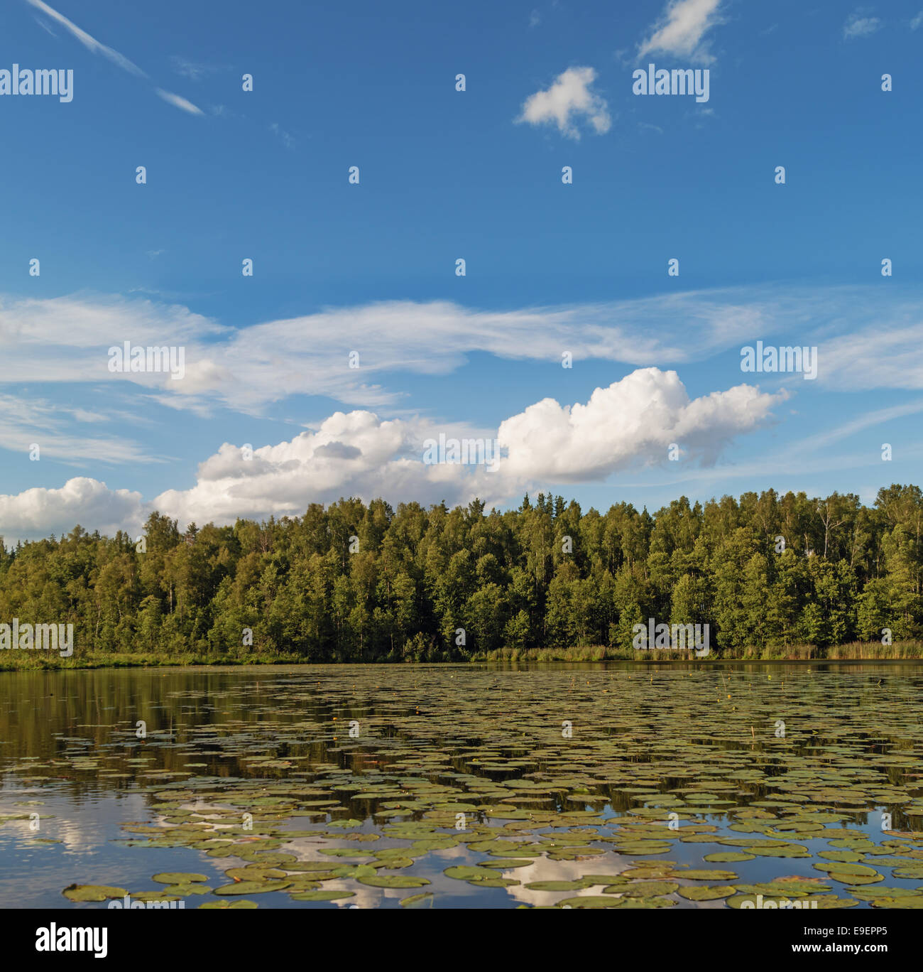 Summer lake landscape Stock Photo - Alamy