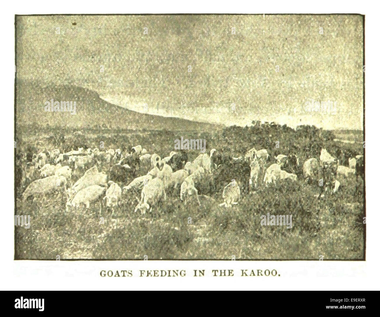 An illustration of goats feeding in the Karoo, a semi-desert region in ...