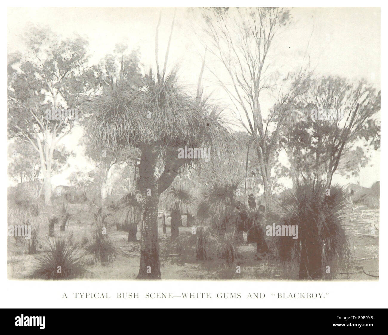 A 1892 depiction of a typical Australian bush scene featuring white ...