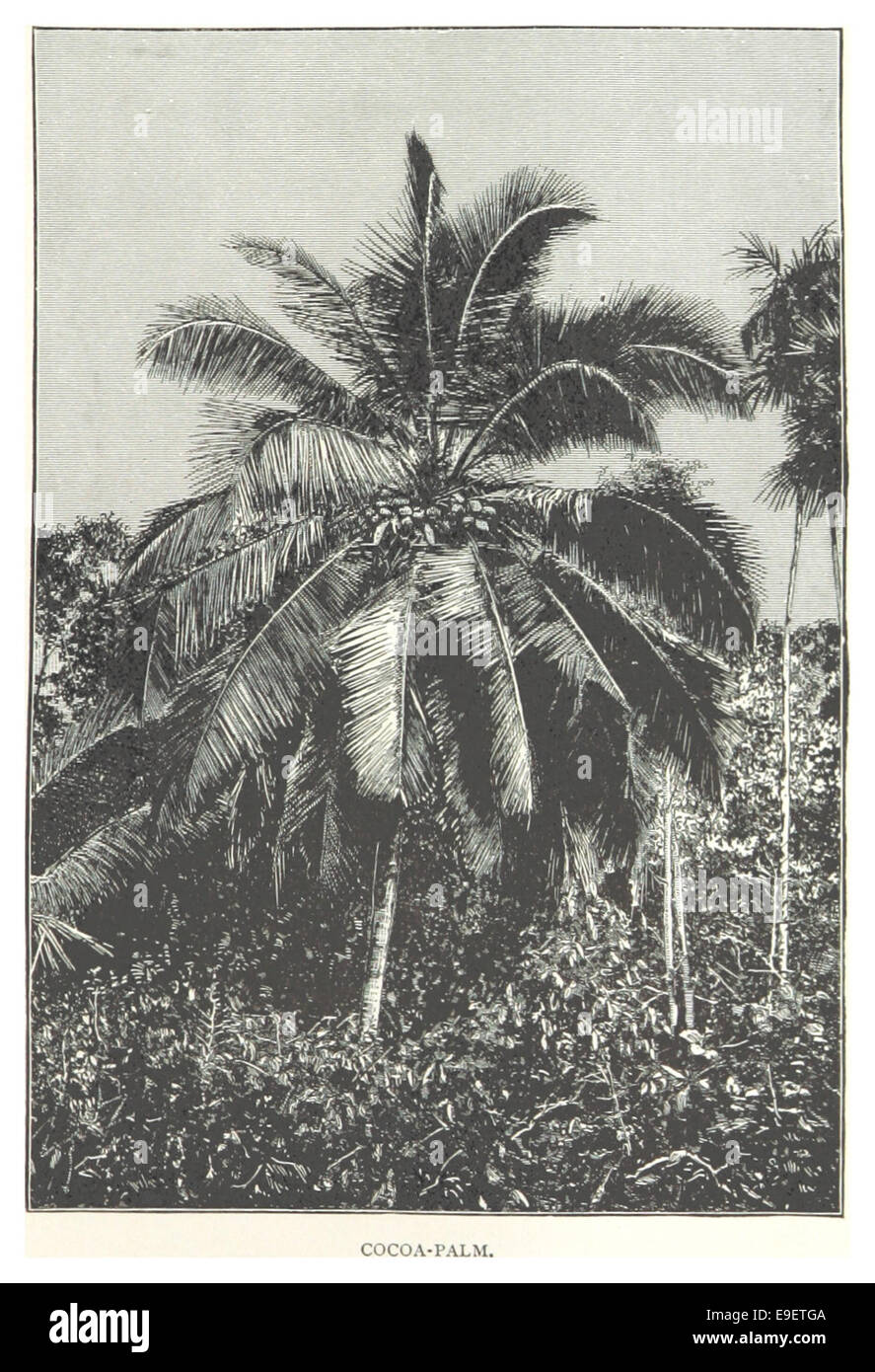 This entry references the Cocoa Palm, a plant known for its ...