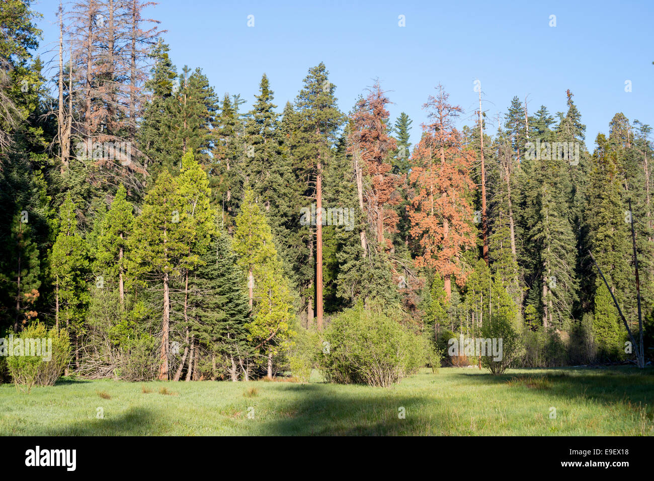 Giant sequoia foliage hi-res stock photography and images - Alamy