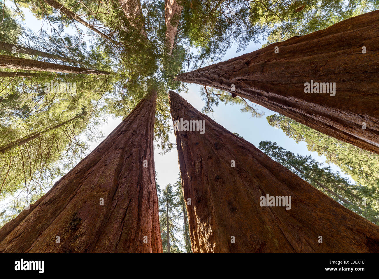 Giant sequoia trees in California Stock Photo - Alamy