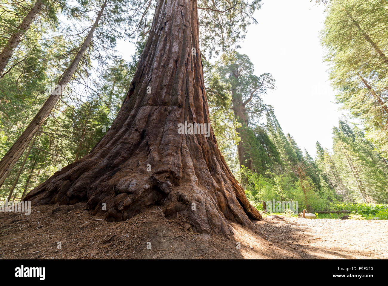 Giant Sequoia tree in California Stock Photo - Alamy