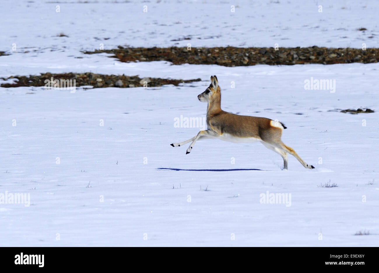 Tibetan antelope hi-res stock photography and images - Alamy