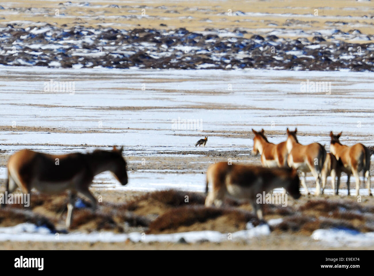 Equus kiang hi-res stock photography and images - Alamy