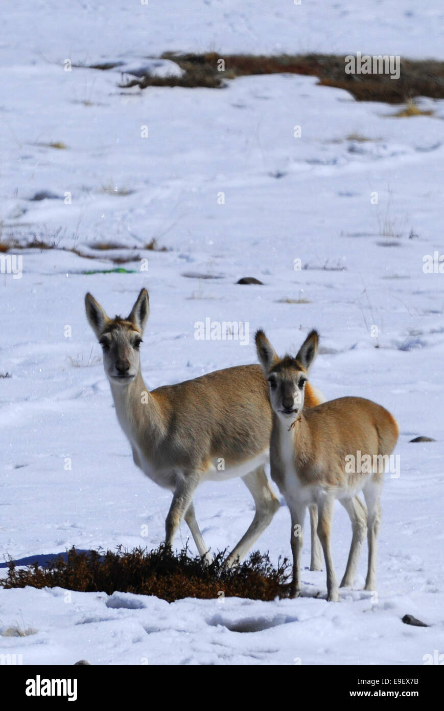 Tibetan antelope china hi-res stock photography and images - Alamy