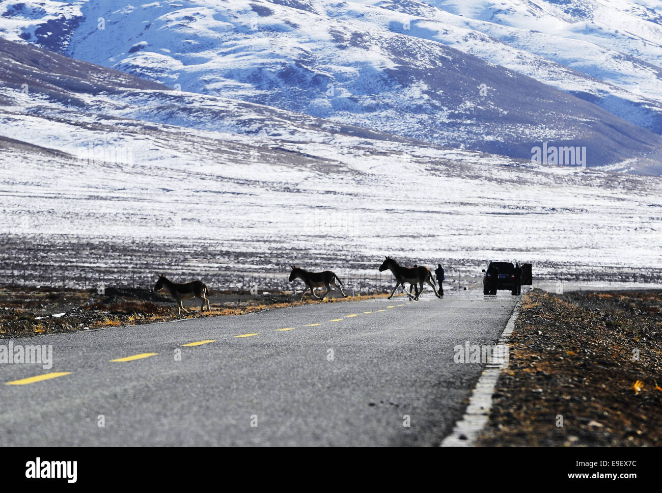 Equus Kiang High Resolution Stock Photography and Images - Alamy