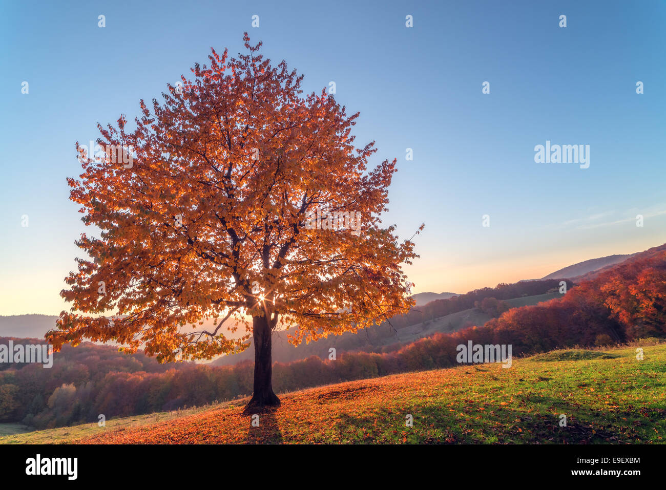 Alone tree sun color hi-res stock photography and images - Alamy