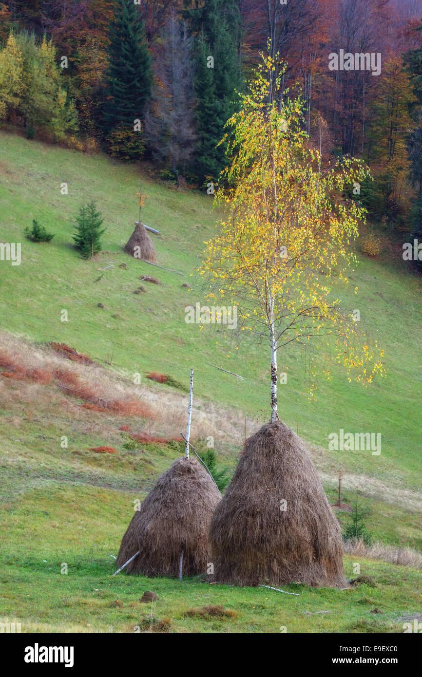 L forest hi-res stock photography and images - Alamy