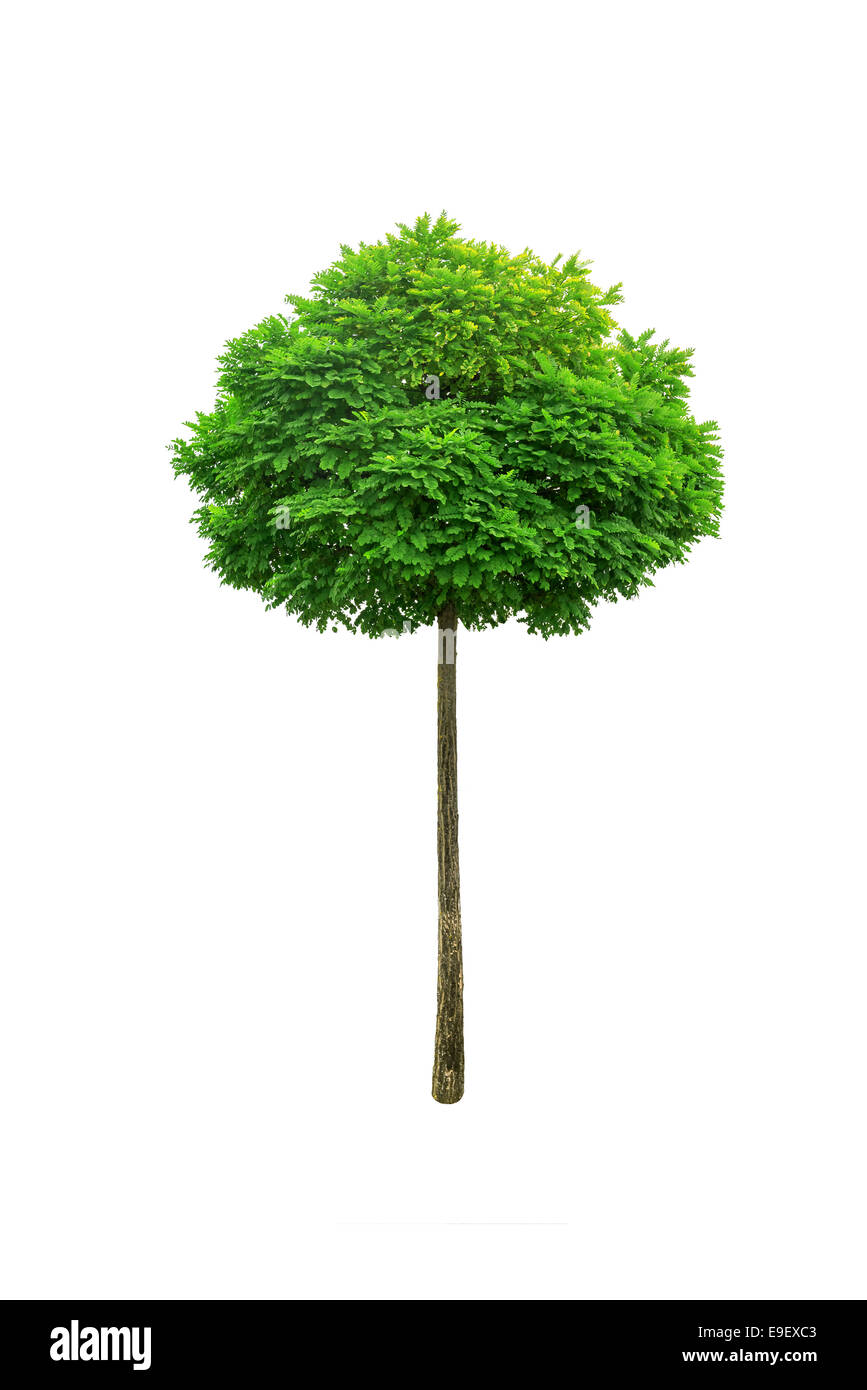 green tree isolated on white Stock Photo - Alamy