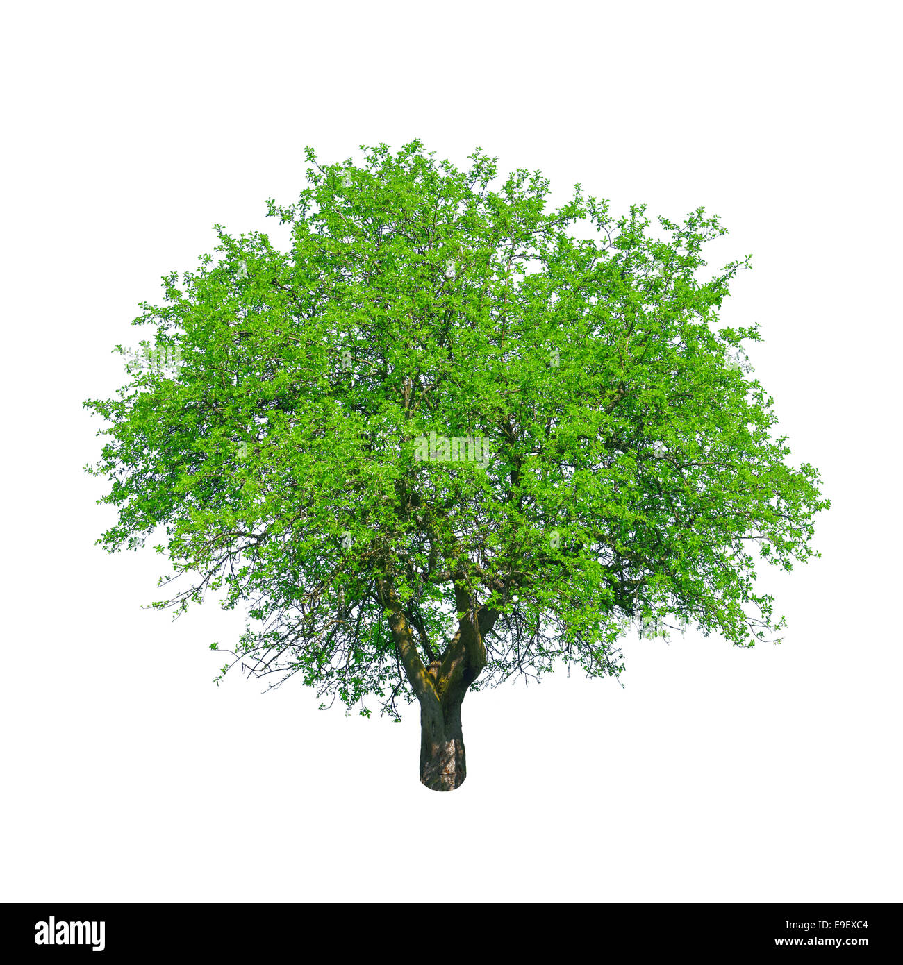 green tree isolated on white Stock Photo - Alamy