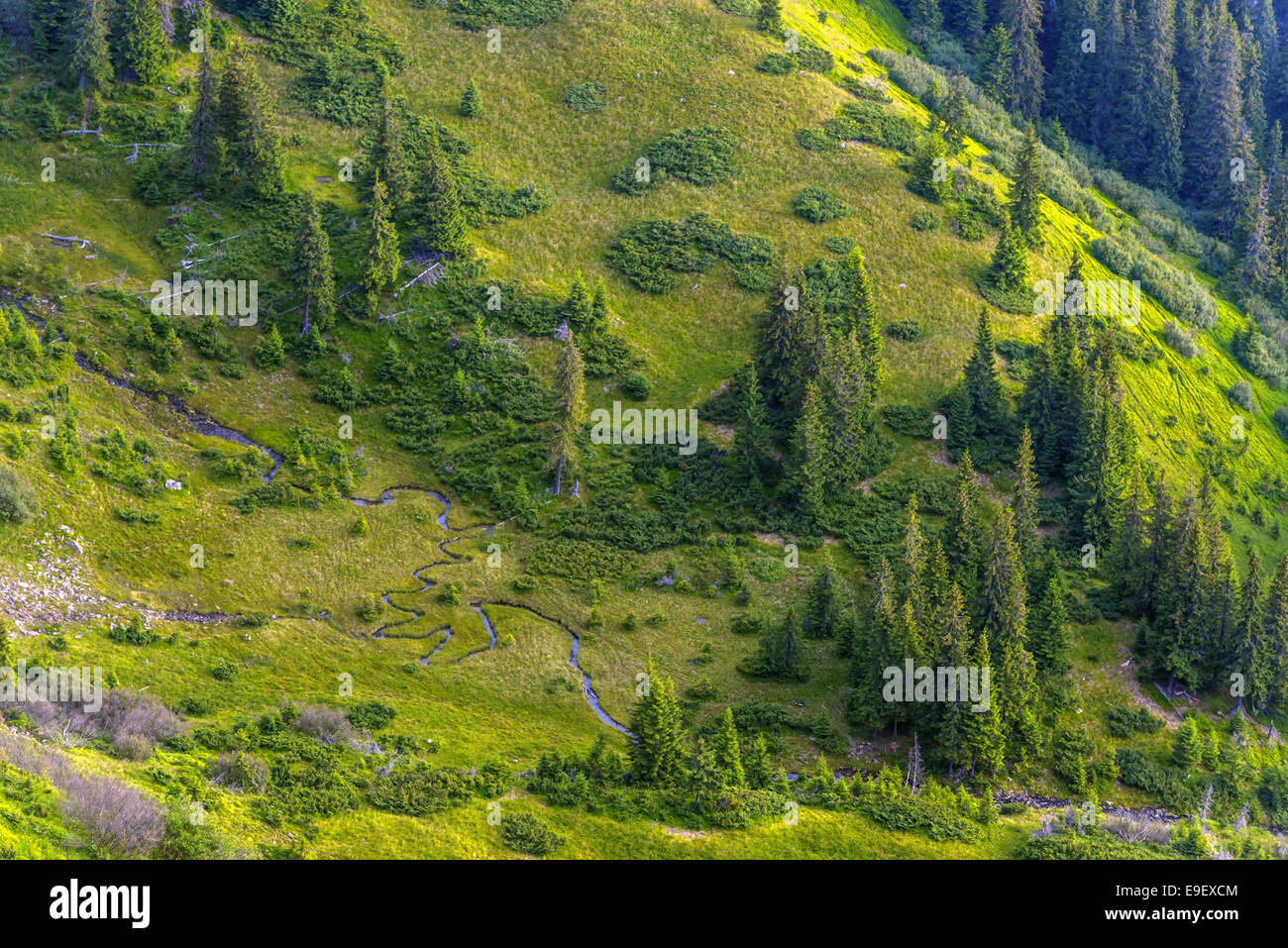 Snake from above hi-res stock photography and images - Alamy