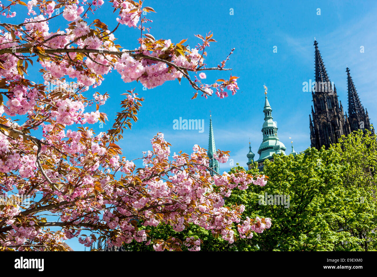 Spring Flowering tree blooming cherry tree sakura. View of Prague ...