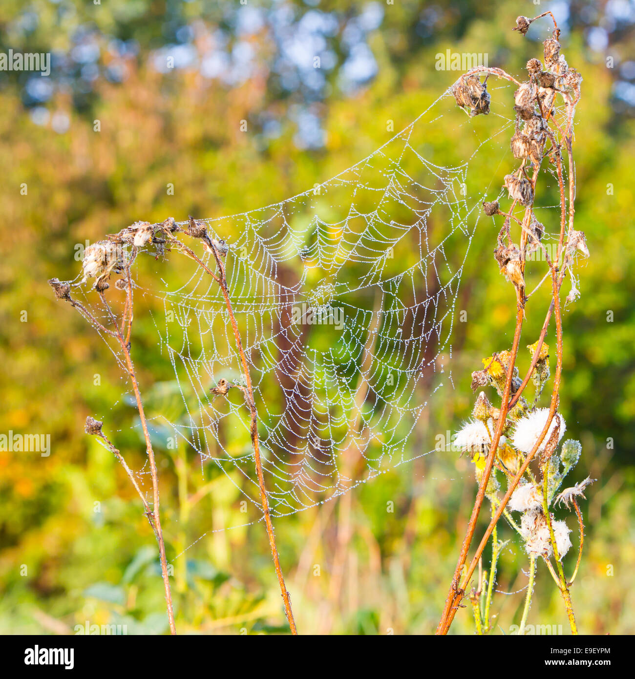 Spiders web texture hi-res stock photography and images - Alamy