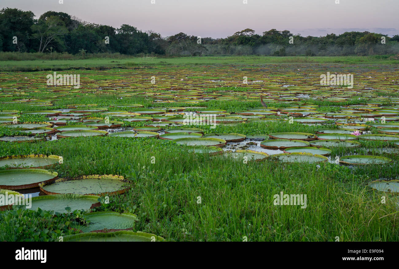 Victoria regia plants hi-res stock photography and images - Alamy