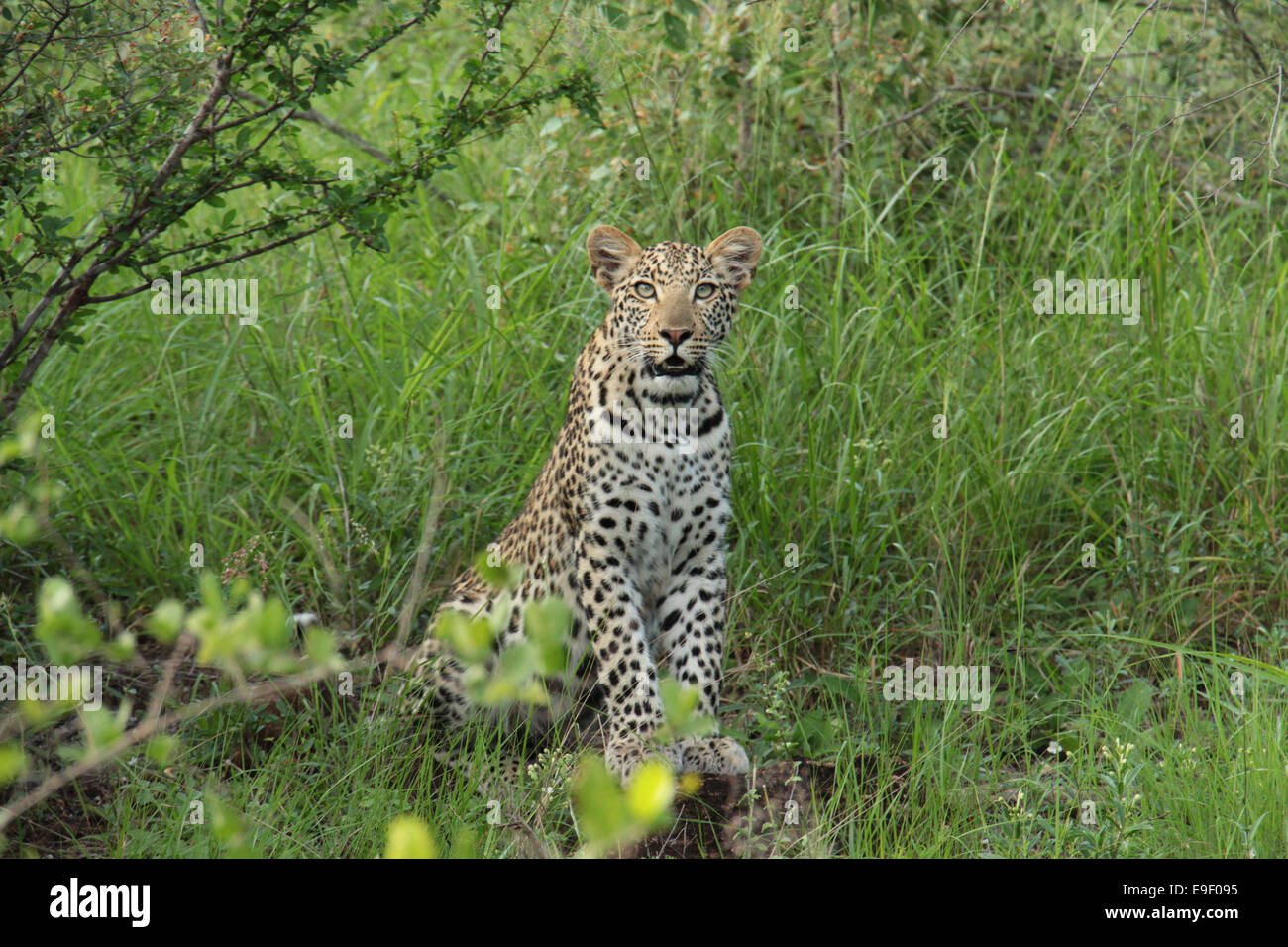Leopard pose hi-res stock photography and images - Alamy
