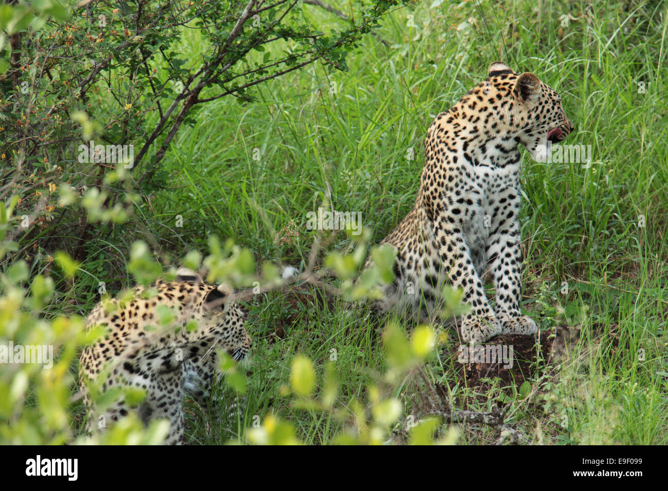 Two young leopards cubs, South Africa Stock Photo - Alamy