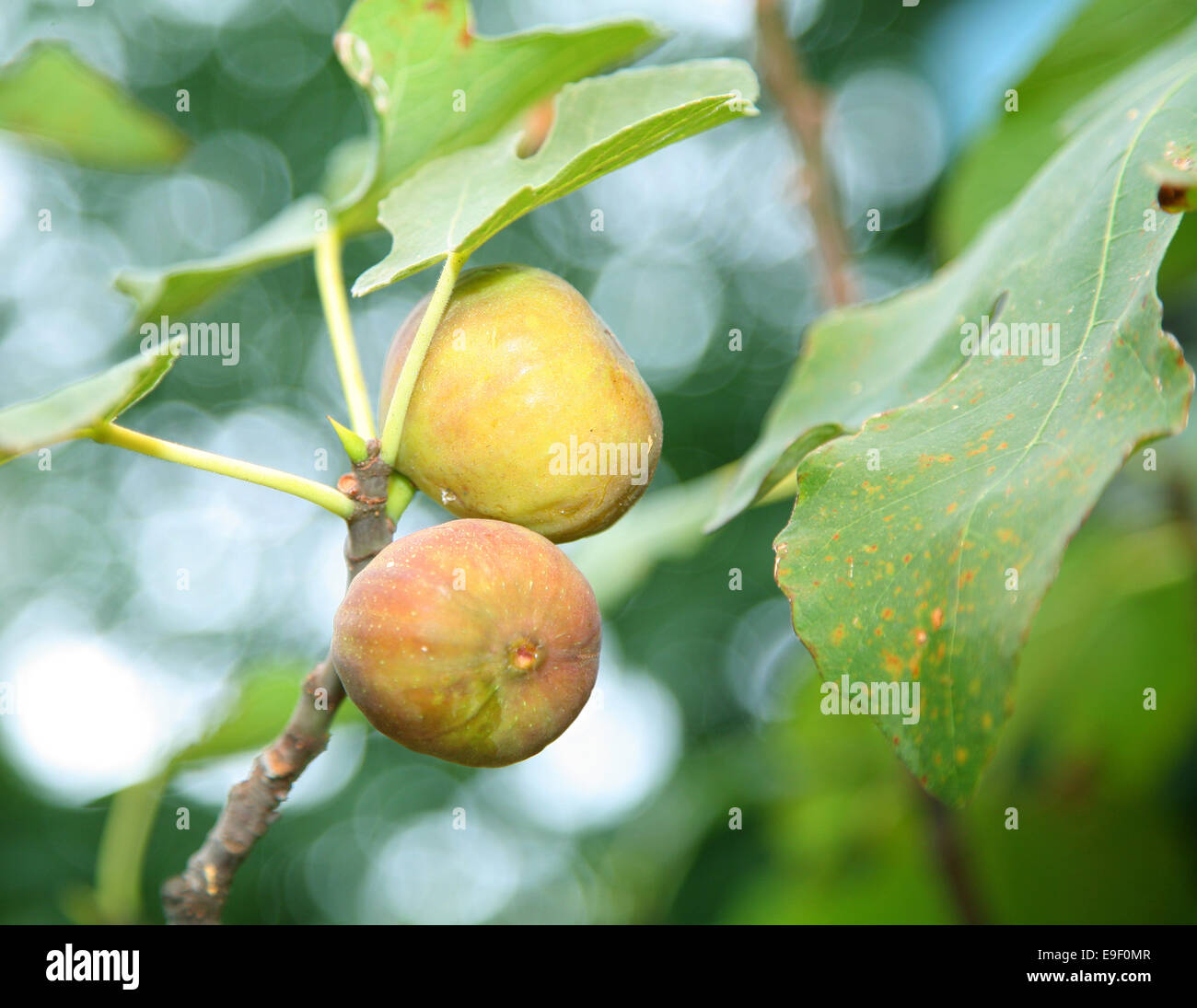 Fig tree fruit hi-res stock photography and images - Alamy