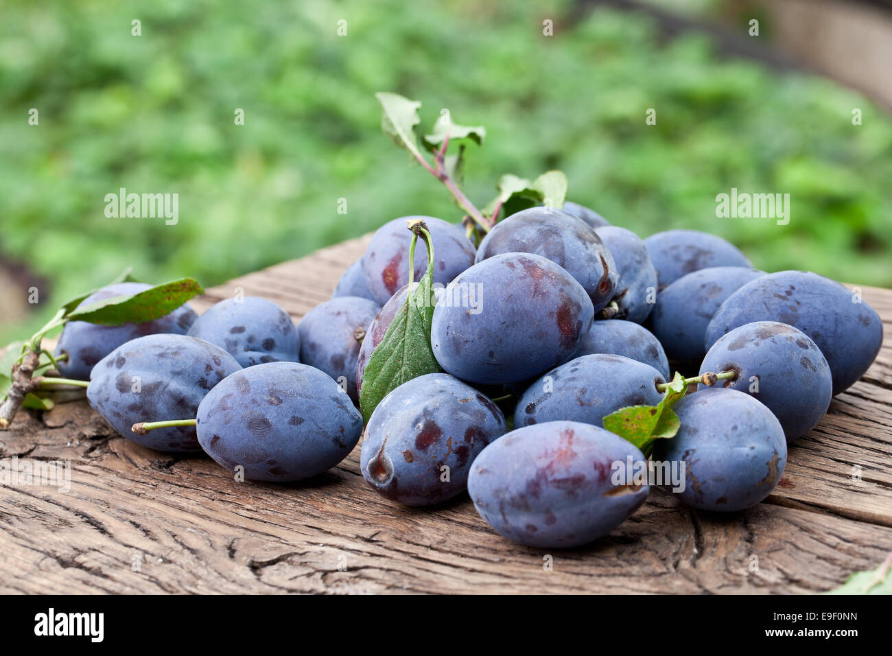 Plums on an old wooden table in the garden Stock Photo - Alamy