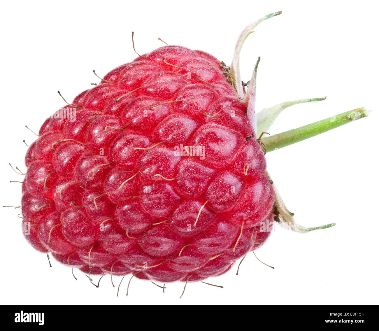 One rich raspberry fruit isolated on a white background Stock Photo - Alamy