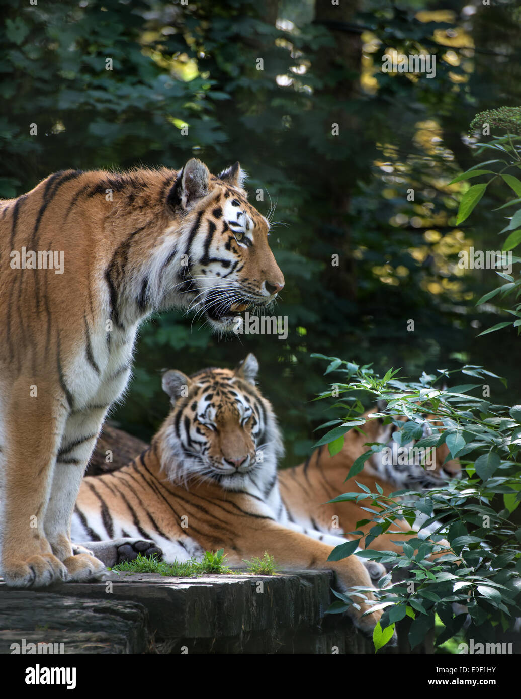 Endangered tiger animal hi-res stock photography and images - Alamy