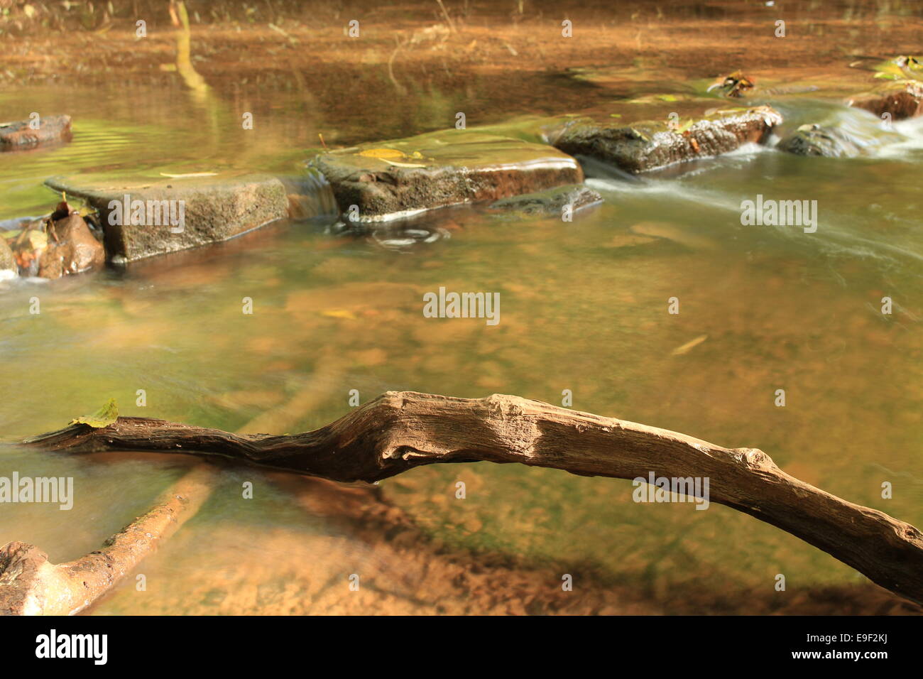 Tree branch in stream Stock Photo - Alamy