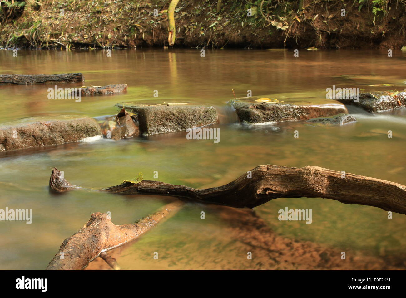 Tree branch in stream Stock Photo - Alamy