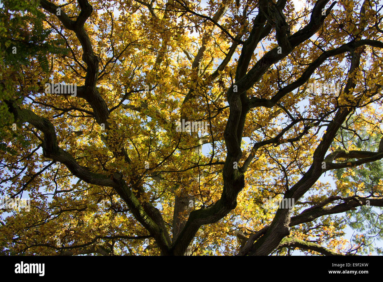 Quercus Oak Tree in autumn Stock Photo - Alamy