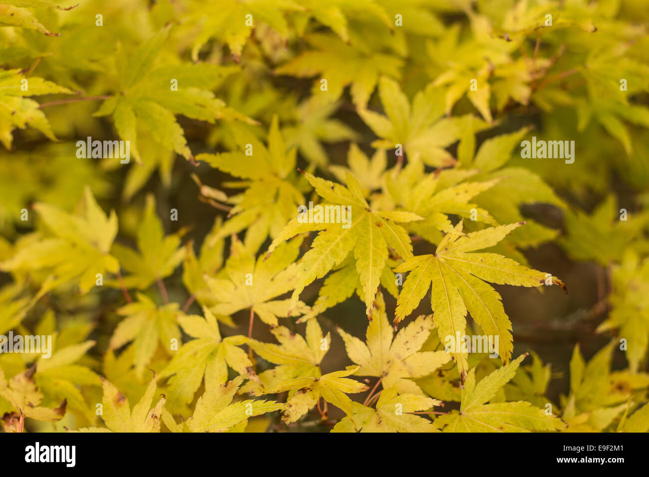 Yellow Japanese Maple (Acer Palmatum) Leaves in Autumn Stock Photo - Alamy