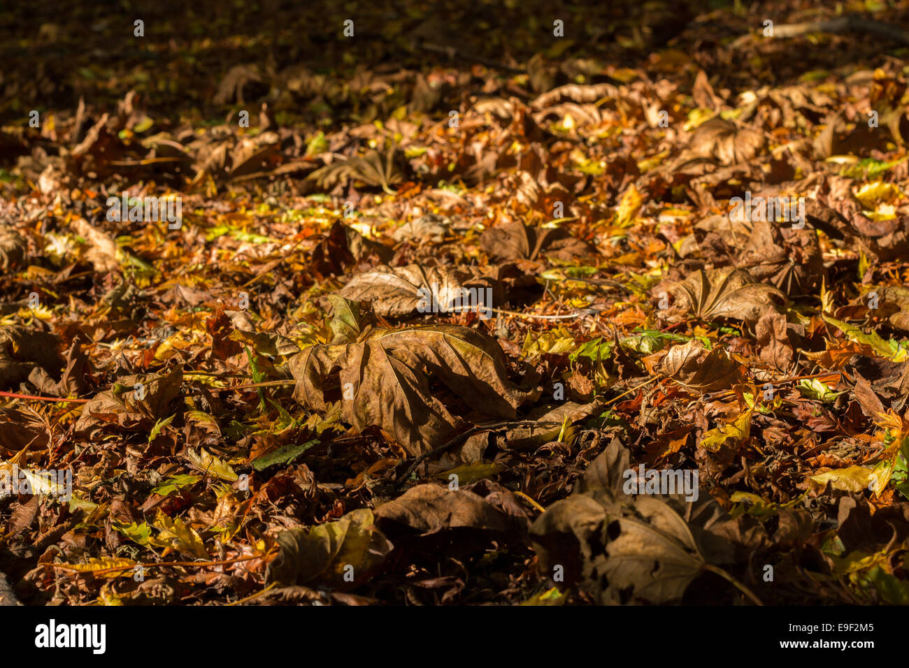 Variety of deciduous trees hi-res stock photography and images - Alamy