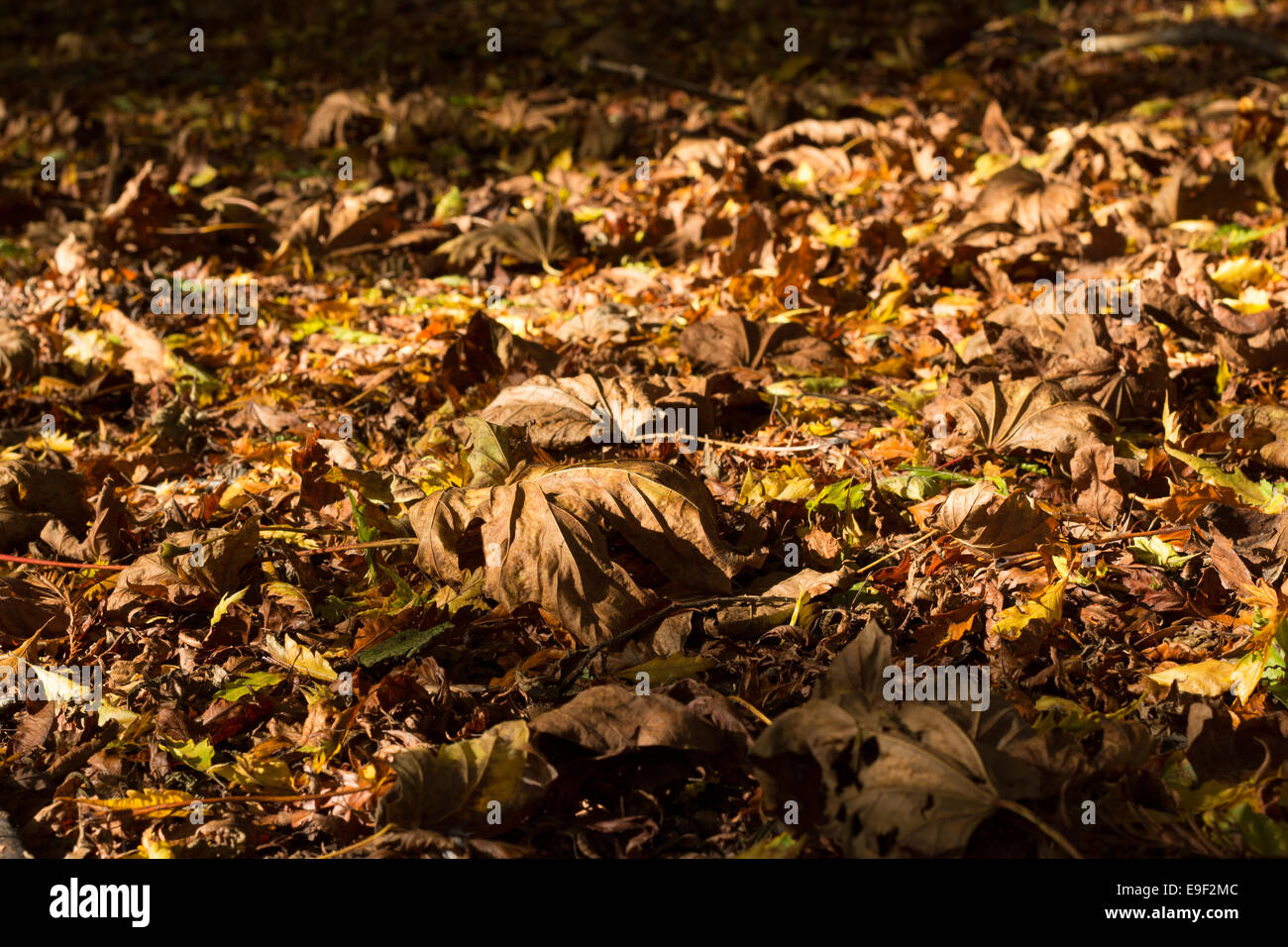 Under the leaf litter hi-res stock photography and images - Alamy