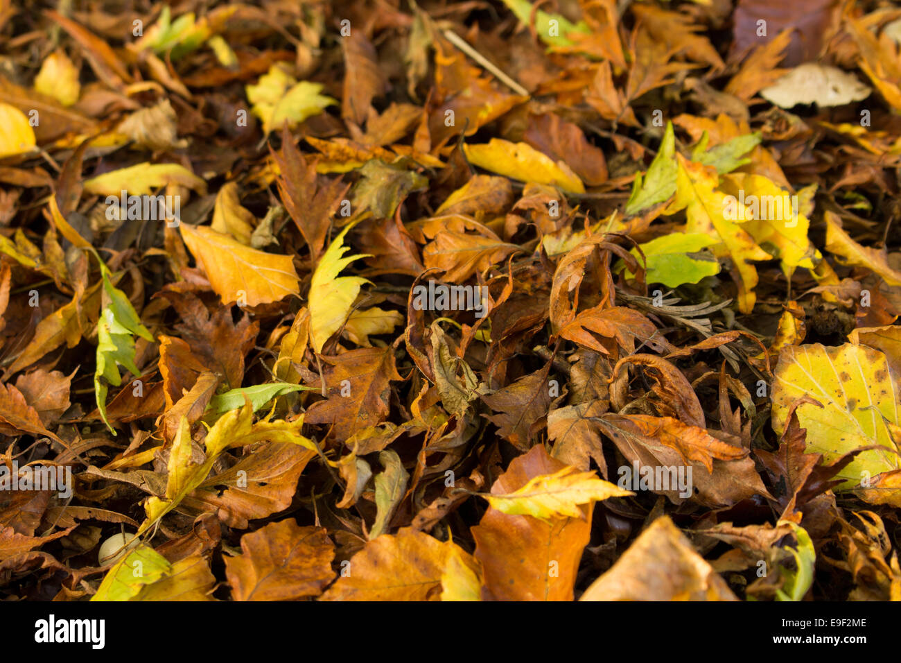 Leaf litter under Deciduous trees Stock Photo - Alamy