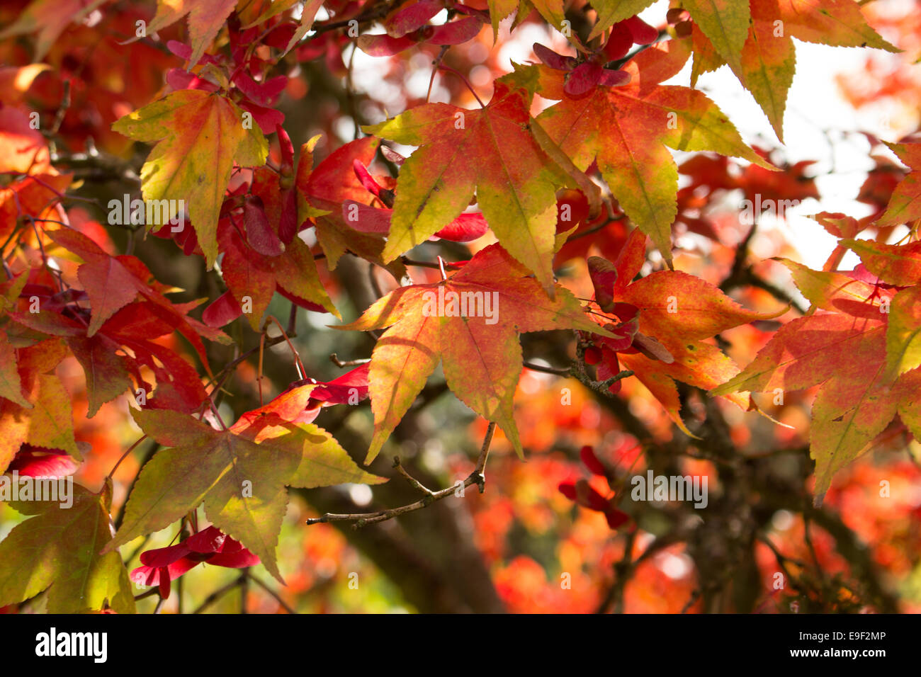 Yellow acer palmatum hi-res stock photography and images - Alamy