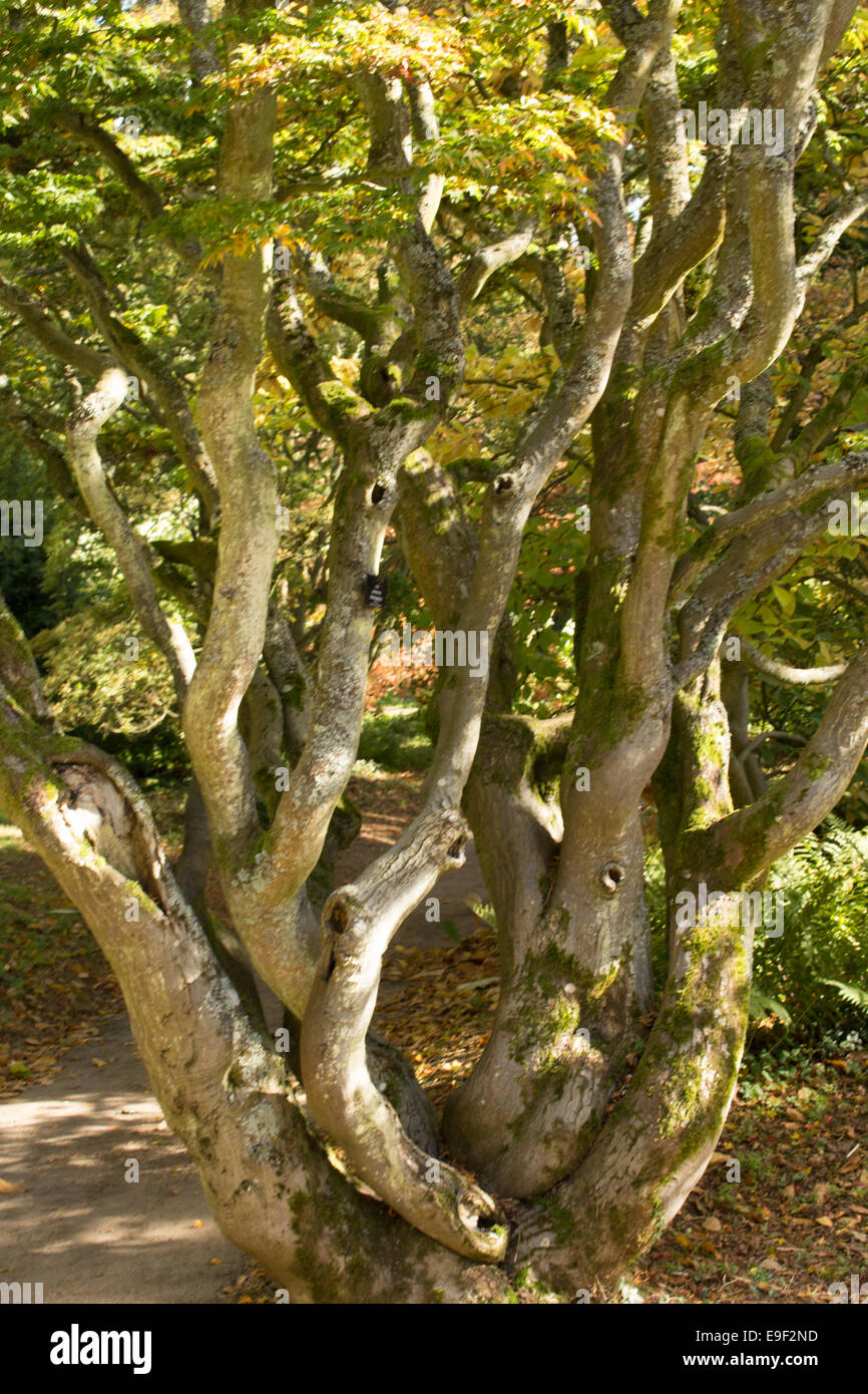 Japanese Maple (Acer Palmatum) tree trunk Stock Photo - Alamy
