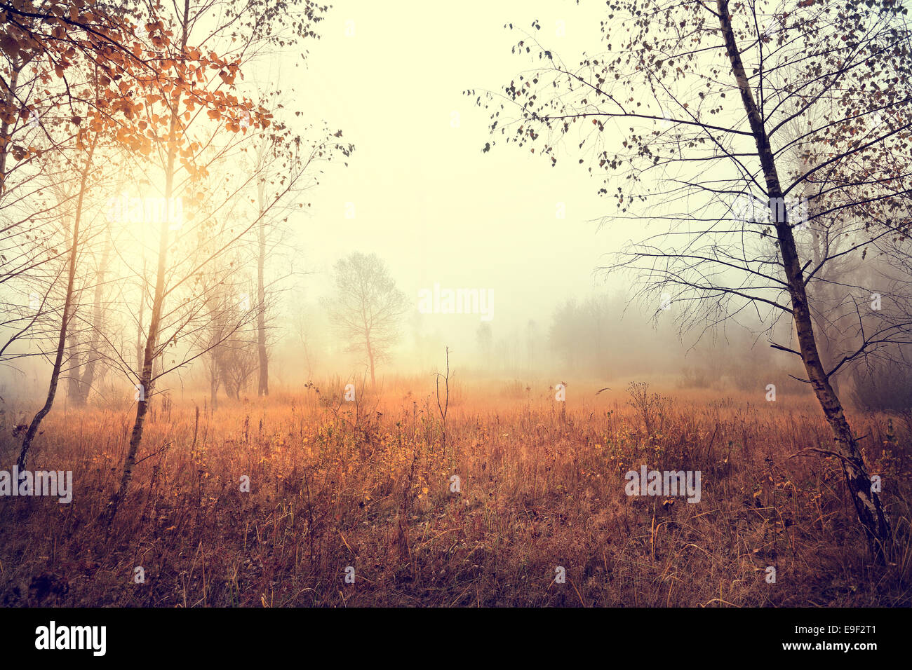 Beautiful natural rural landscape with trees Stock Photo - Alamy