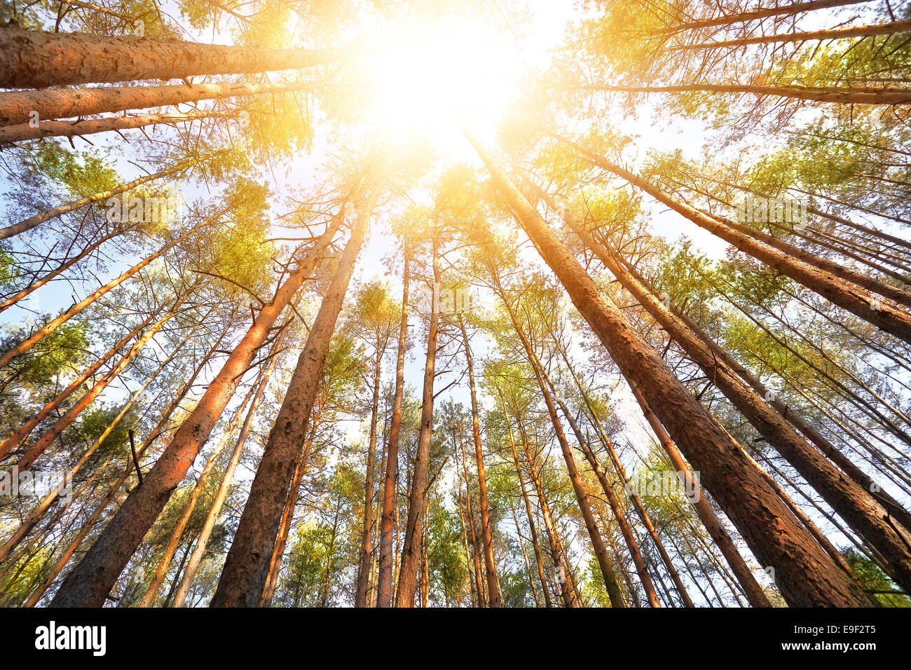 tall trees in a beautiful green forest Stock Photo - Alamy