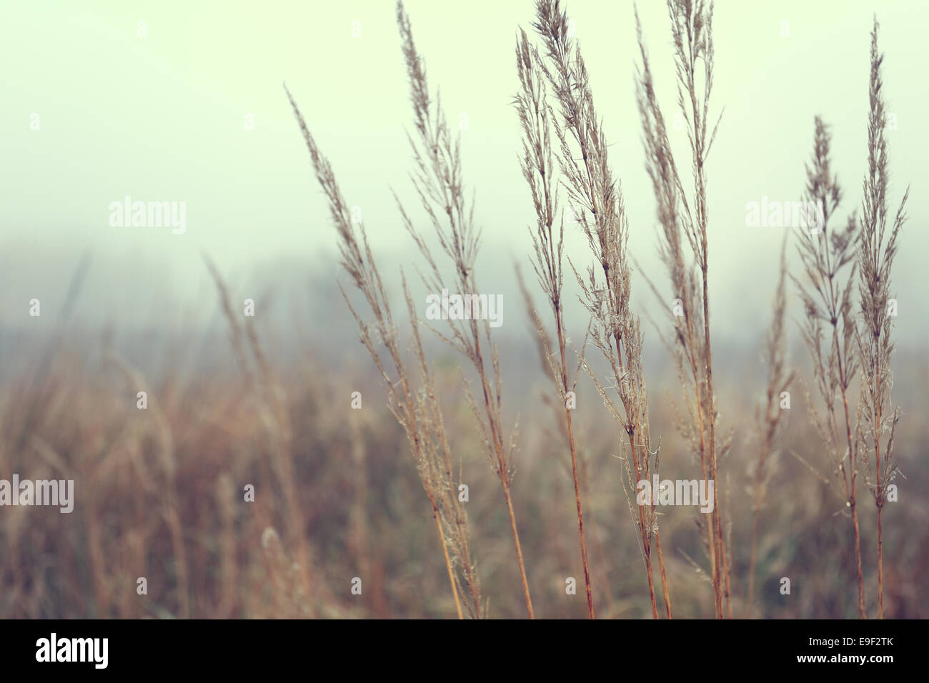 wild grass on dirt meadow with vintage style Stock Photo - Alamy