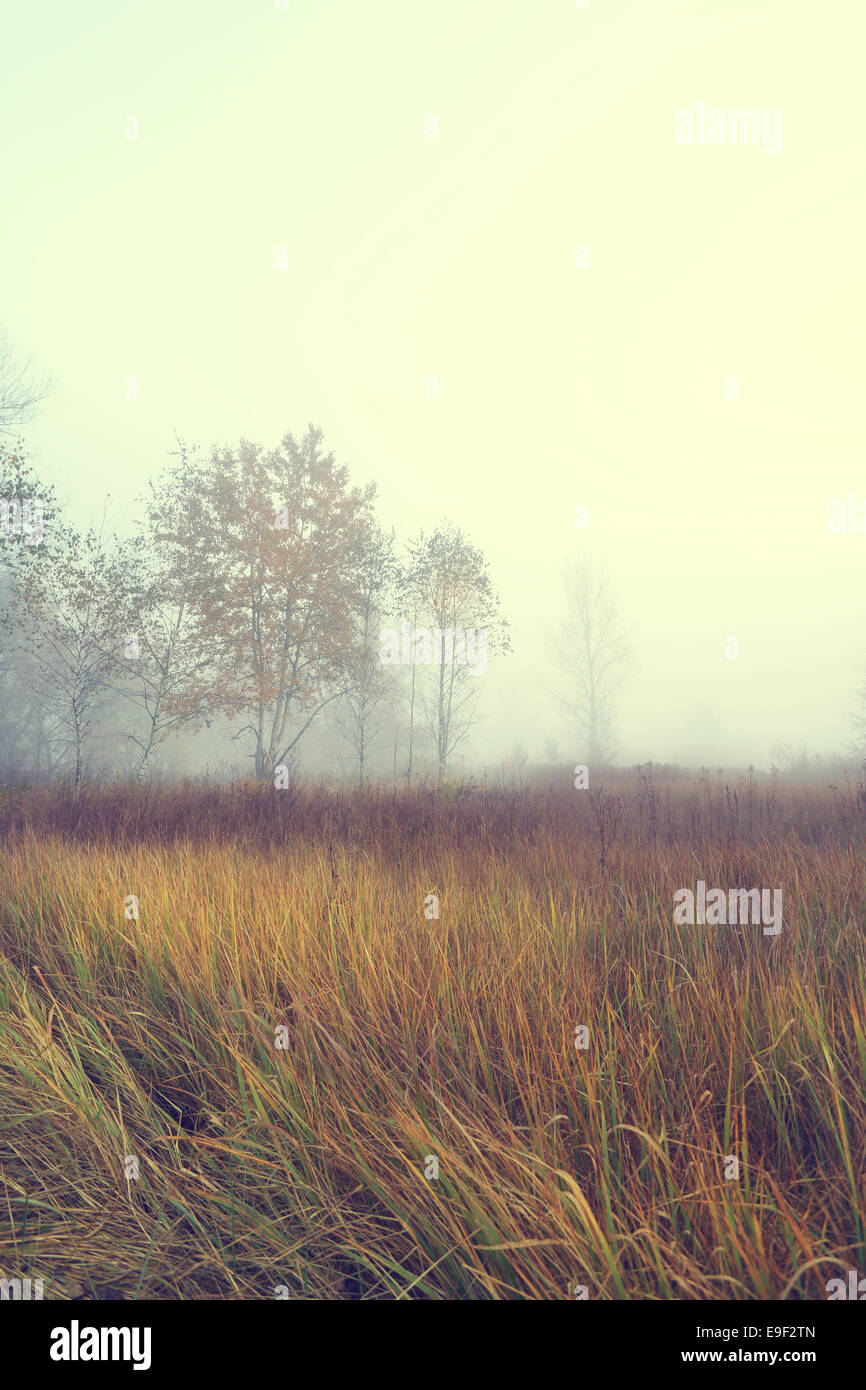 trees in a beautiful misty morning landscape Stock Photo - Alamy