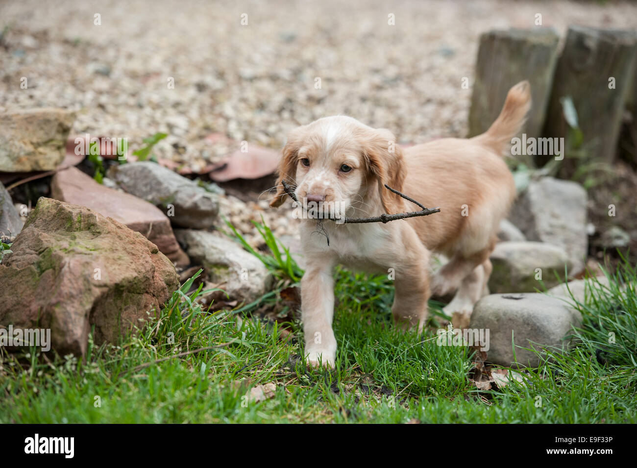 Lemon cocker spaniel hi-res stock photography and images - Alamy