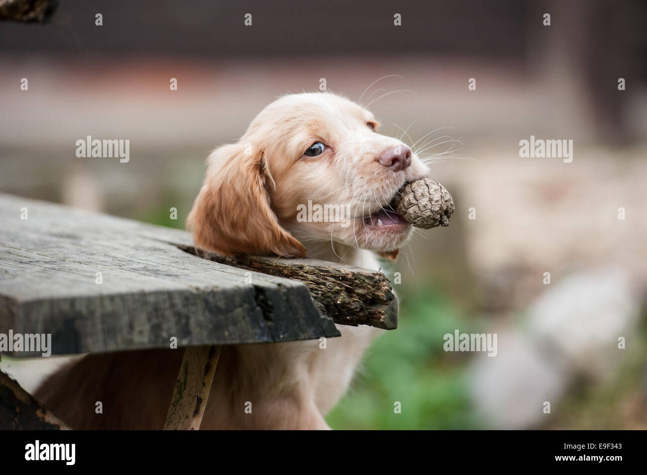 Lemon cocker spaniel hi-res stock photography and images - Alamy
