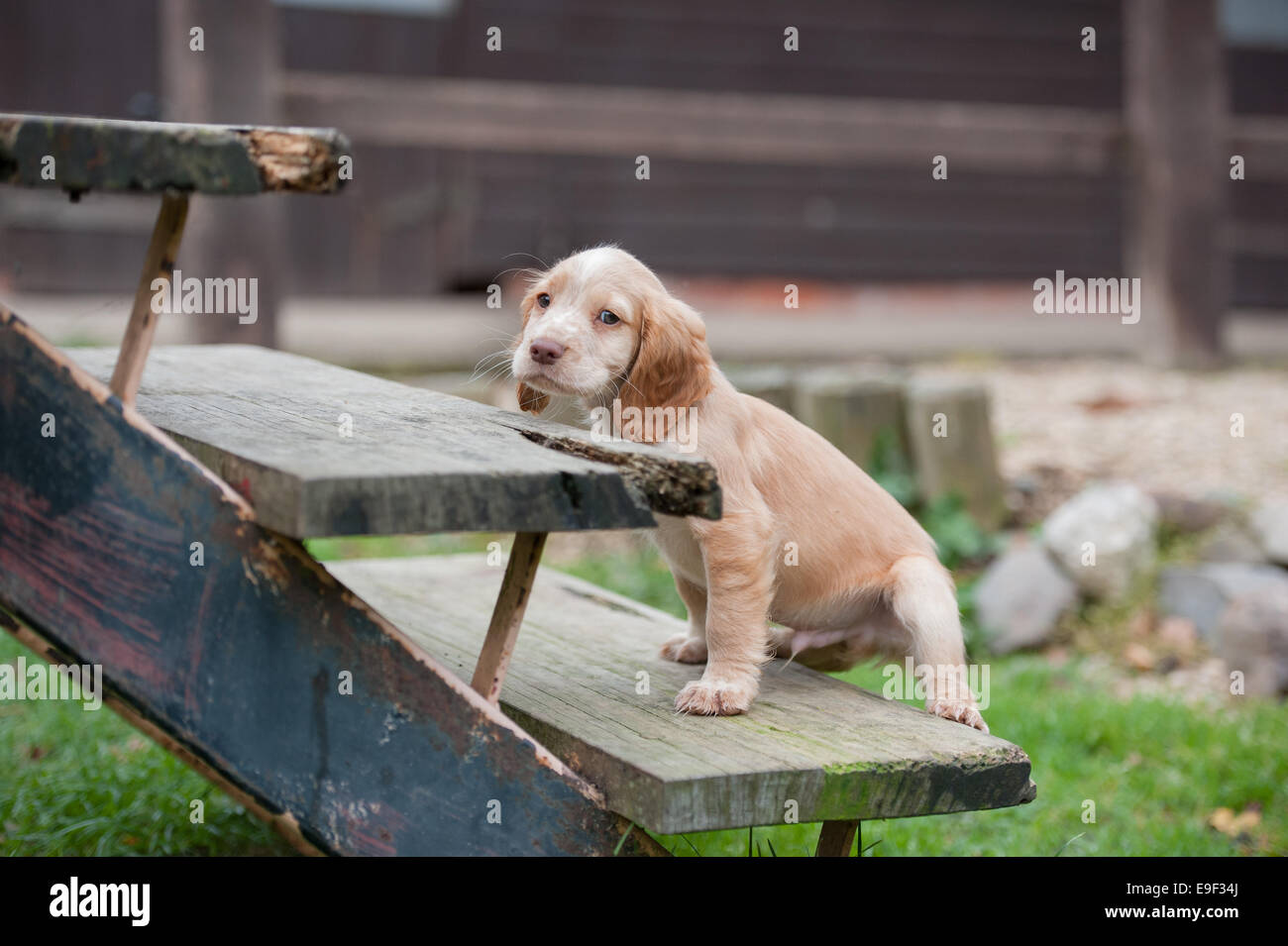 Lemon cocker spaniel hi-res stock photography and images - Alamy