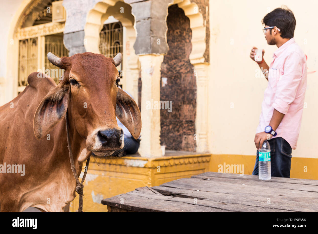 Cow looking at the camera, Sadar Bazaar, Pushkar, Rajasthan, India ...