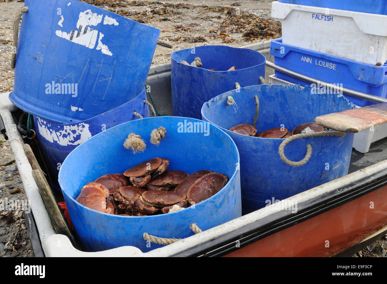 Do not fill crab buckets hi-res stock photography and images - Alamy