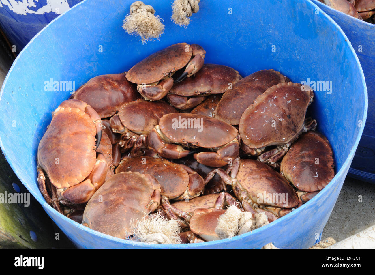 Fresh Cornish crabs in fisherman's blue bucket Port Isaac Cornwall ...