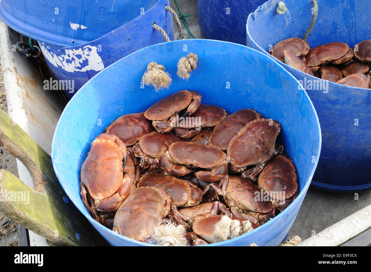 Fresh Cornish crabs in fisherman's blue bucket Port Isaac Cornwall ...